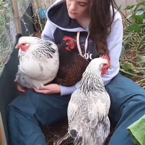 Hens Like Lap Scrolller