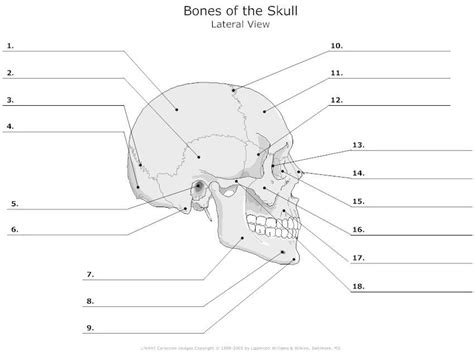 Unlabeled Skeleton Print Out Human Skull Diagram Unlabeled Skull Anatomy Anatomy Bones