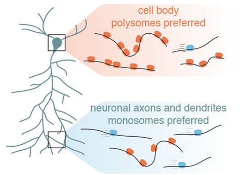 Polyribosome Hay Polysome