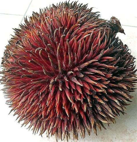 Durio Dulcis Alchetron The Free Social Encyclopedia