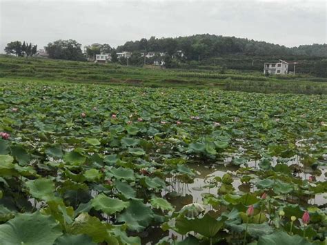 夫夷江畔荷满湘塘清江桥乡湘塘村赏荷