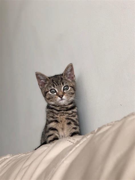 My Classic Coco Rstandardissuecat