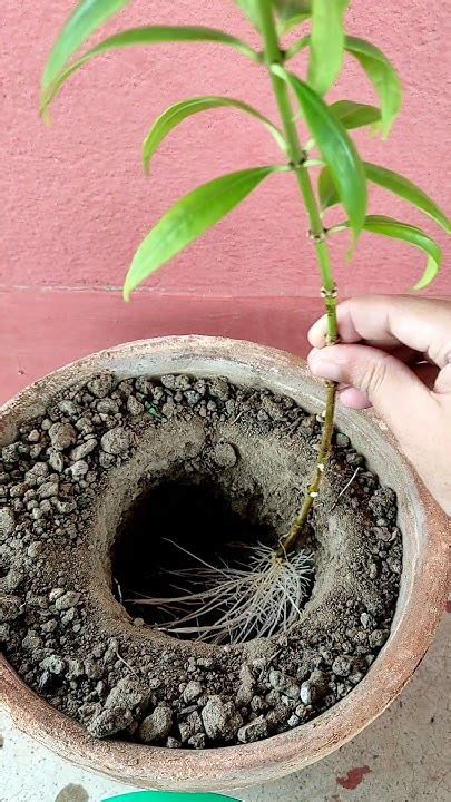 Mini Allamanda Plant Propagation From Cutting Rainyseason Plantpropagation Youtube