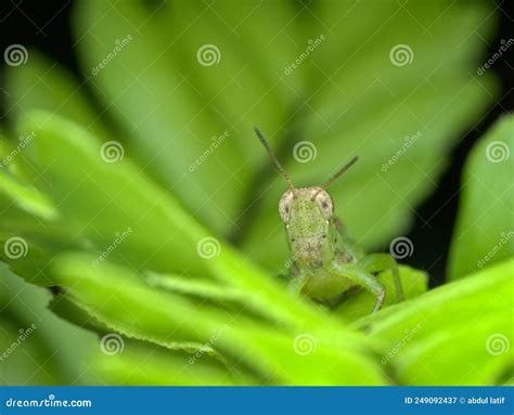 Closeup Face Of Grasshopper On The Fern Leaf Stock Image Image Of