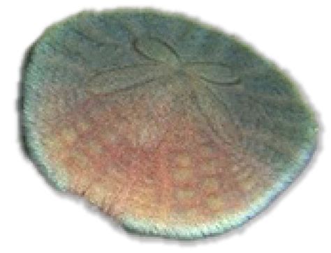 Echinoderms Amnh
