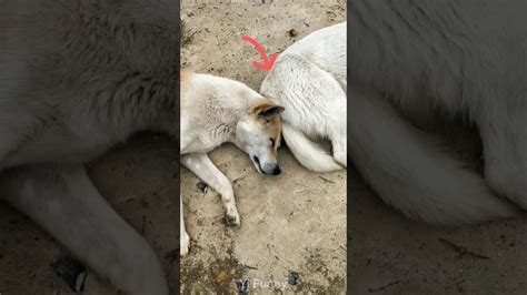 گوز زدن سگ در حالت خواب، گرد کفک و خندهددار😀 Youtube