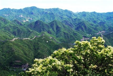 八达岭国家森林公园中暴马丁香盛开 花事集锦 北京市园林绿化局首都绿化委员会办公室