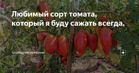 Любимый сорт томата который я буду сажать всегда Огородник из Рязани Дзен