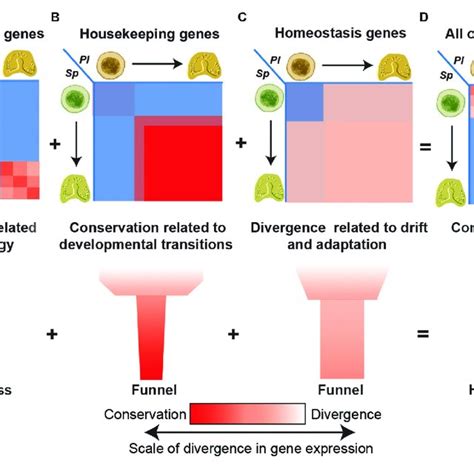 Different Functional Classes Have Different Interspecies Conservation Download Scientific