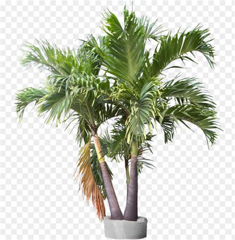 Triple Trunk Container Plant Images Trunks Container Lady Palm Plant