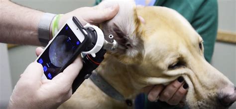 Vet Otoscope Laparscopic Surgery Color Vetovation