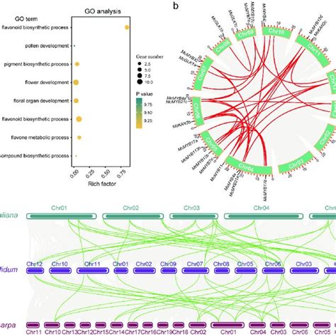 motif domain and gene structure analysis of mybs triangles on