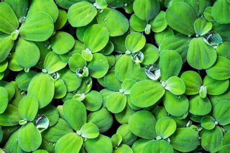 Pequeñas hojas verdes para diseñar obras de arte o agregar mensajes de