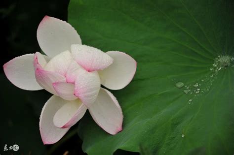 七絕 瀟瀟細雨惹相思 每日頭條