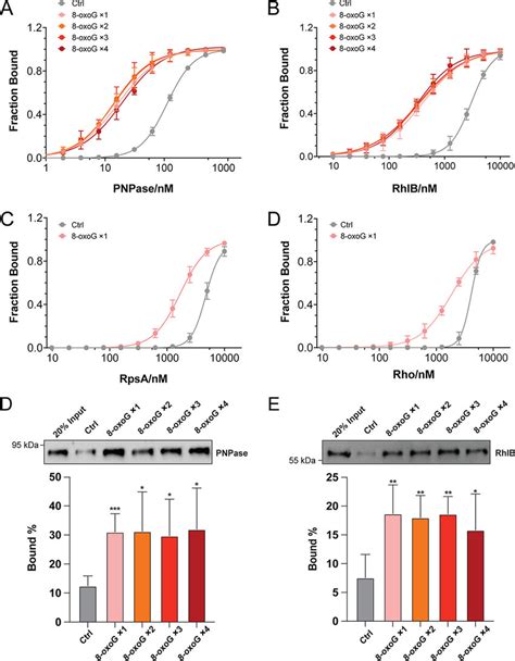 Determination Of Binding Capability Of 8 Oxog Recognizing Rbps To Download Scientific Diagram