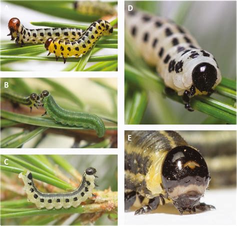 Whats Eating Your Pine Needles Sawflies Probably