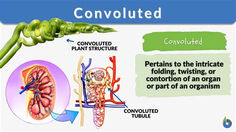 Convoluted Definition And Examples Biology Online Dictionary