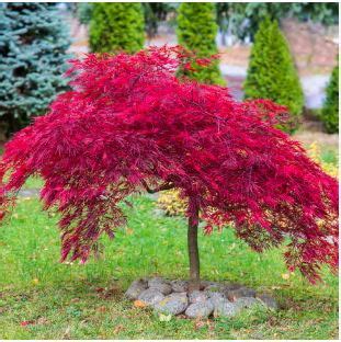 15 Small Trees With Non Invasive Roots To Plant In Your Yard