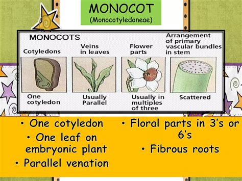 Plant Kingdom Division Anthophyta Pptx