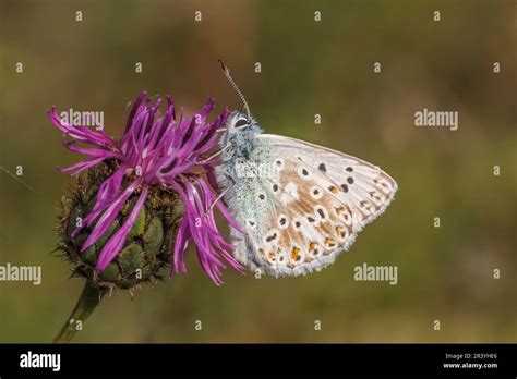Lysandra Coridon Syn Polyommatus Coridon Male Known As Chalkhill