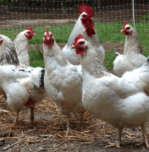 Breeding Slower Growing Chickens Is That A Good Idea Genetic