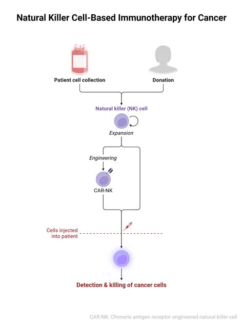 Natural Killer Cell Based Immunotherapy For Cancer Biorender Science Templates
