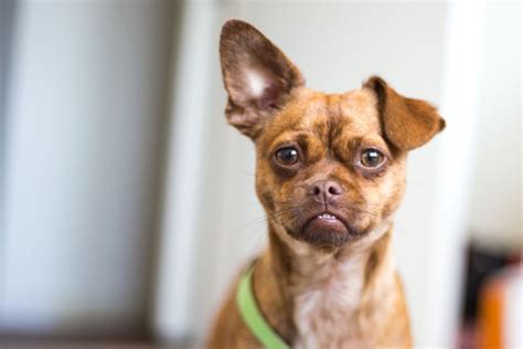 【獣医師監修】犬の耳にしこり・できものがある。この症状から考えられる原因や病気は？｜hotto（ホット）