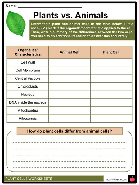 Plant Cells Function Structure And Types Facts And Worksheets