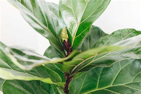 How To Prune Your Fiddle Leaf Fig Gardeners Path