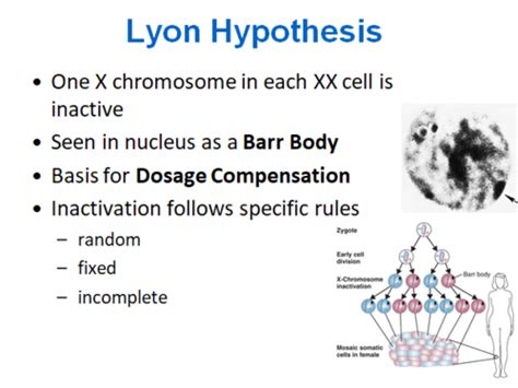 Biochem 2 Sex Linked And Nontraditional Inheritance Exam 2