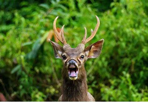 Why Dont Deer Have Top Teeth Deer Evolution