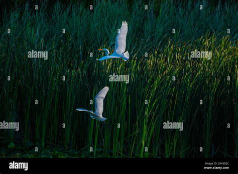 Two Fighting Great Egrets Tall Long Legged Wading Birds With Long S