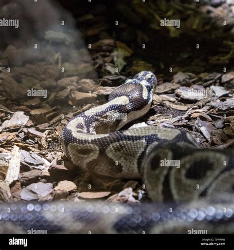 The Ball Python Python Regius Also Known As The Royal Python Stock