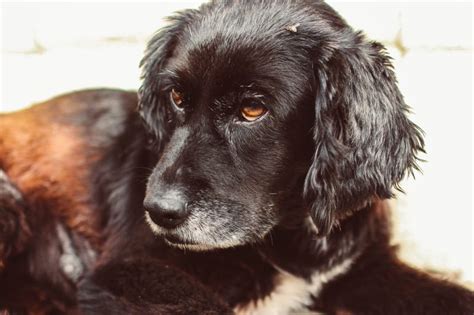 La Importancia De Desparasitar A Mi Perro Cada Mes Pampermut Blog