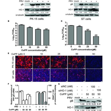 Overexpression Of Ho 1 Suppresses Prv Replication Pk 15 Or St Cells