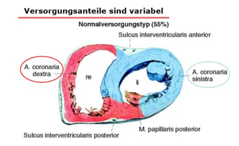Herz Kreislaufsystem Herzkranzgef E Und Erregungsleitung Karteikarten