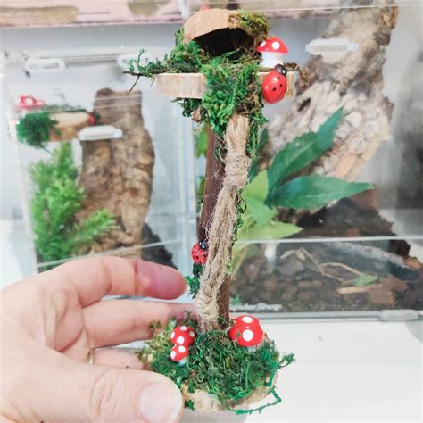 Jumping Spider Treehouse Pet Spider Accessories Hide Out Walnut Etsy