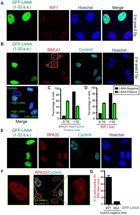 Nucleosome Acidic Patch Promotes Rnf168 Dependent Ddr Signaling And