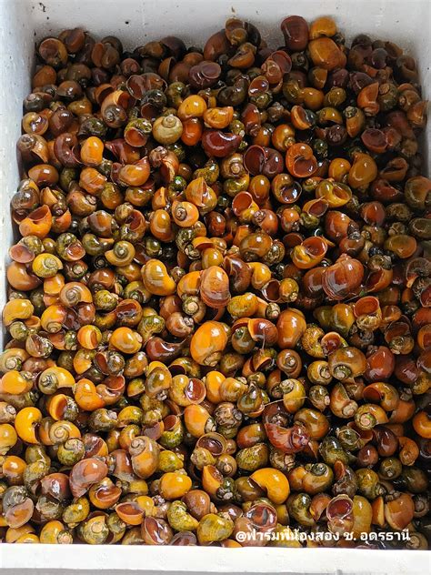 🐌 หอยสด หอยเชอรี่สีทอง ฟาร์มพี่น้องสอง ช อุดรธานี