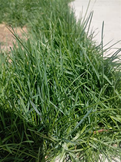 Lawn Grass Identification Rlandscaping