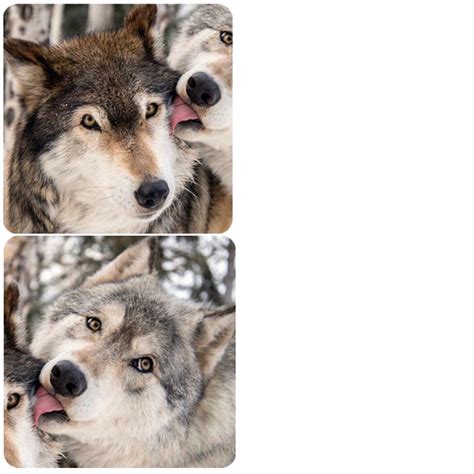 Wolf Matching Pfp 4 Match Matching Pfp Wolf