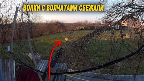 Волки с волчатами сбежали, нашли дырку в заборе. Ловлю семейство Волков ...