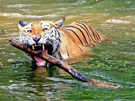 Odisha Royal Bengal Tiger Kills Villager In Sunabeda Wildlife
