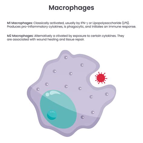Monocyte Macrophage