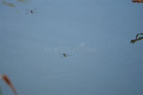 Insect Gerris Lacustris Stock Image Image Of Gerris 124349797