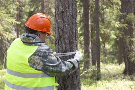 A Forest Engineer Conducts A Survey Of The Forest For Logging Stock
