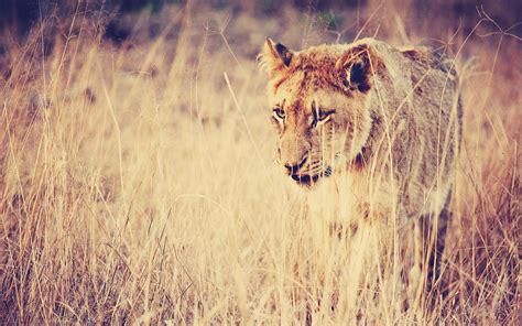 Brown Lioness Nature Lion Anime Animals Hd Wallpaper Wallpaper Flare