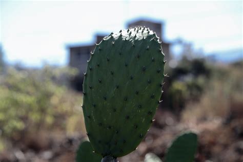 Se Establecen Viveros De Nopal Forrajero Para Mitigar Efectos De La