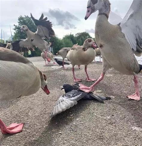 李诺 on Twitter RT malacarasev QUE CREIA KE NOS IBA A DESI