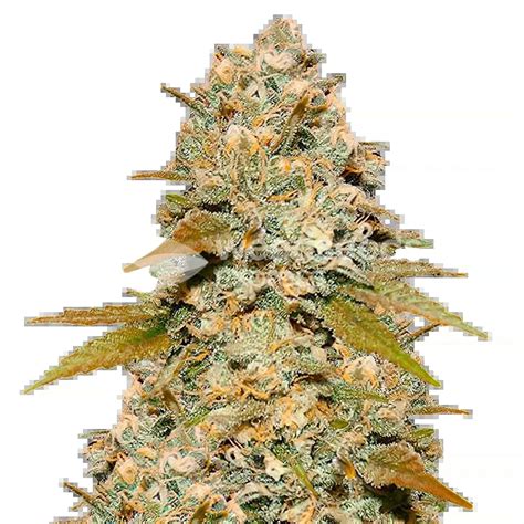 Maple Leaf Feminised Cannabis Seeds Wse Nz